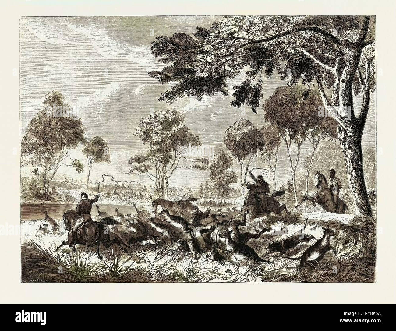 Kangaroo Hunting Stockfotos und -bilder Kaufen - Alamy