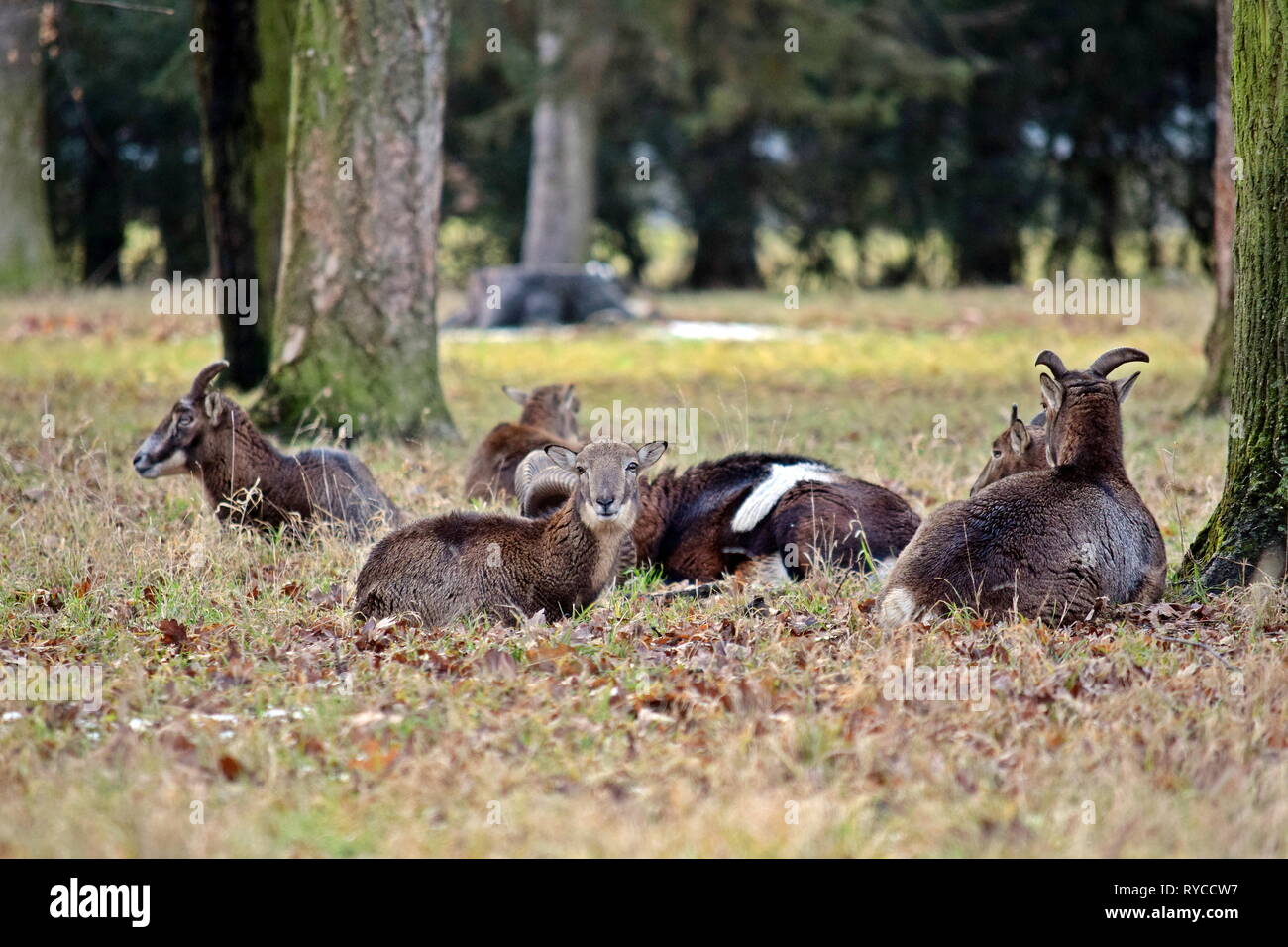 Mufflons Herde Ovis Aries Musimon im WInter ruht der Foto ...