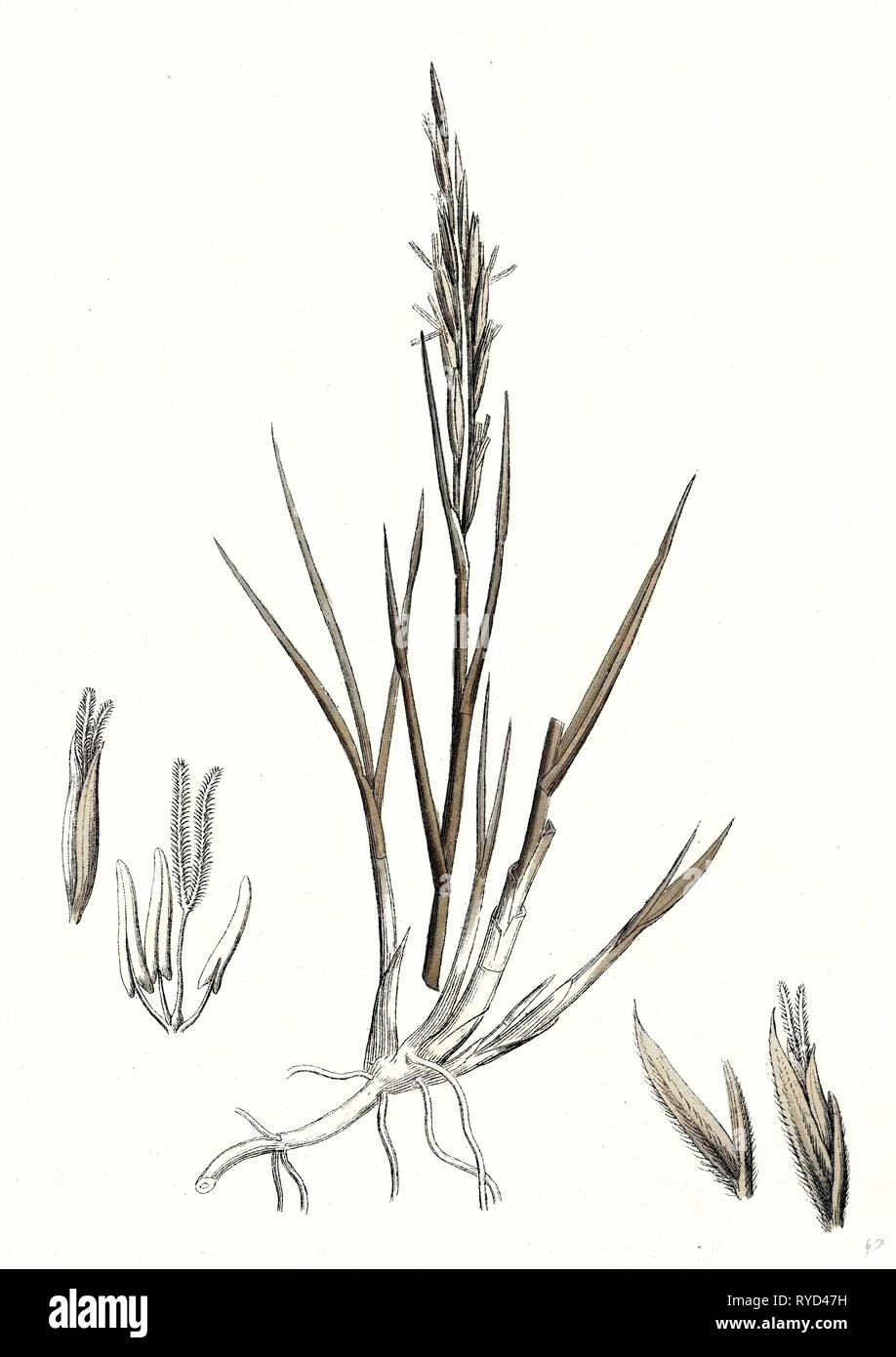 Spartina stricta -Fotos und -Bildmaterial in hoher Auflösung – Alamy