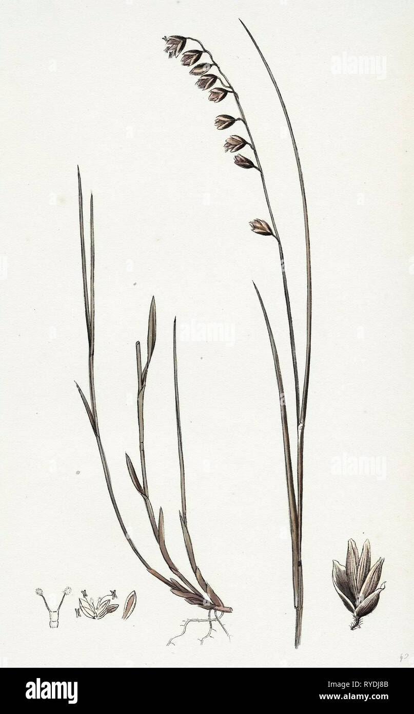 Melic grass -Fotos und -Bildmaterial in hoher Auflösung – Alamy