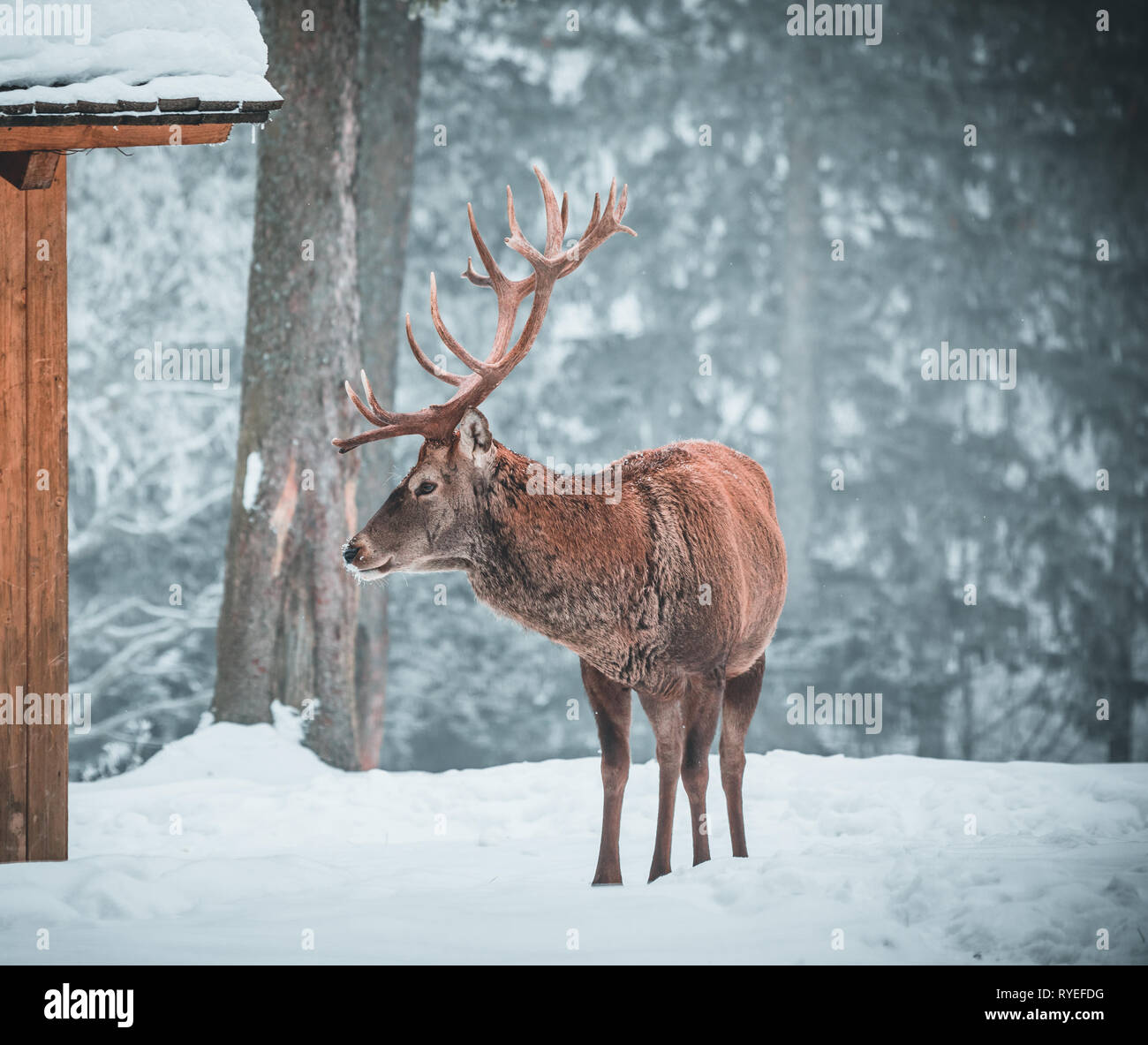 Roter hirsch im schnee -Fotos und -Bildmaterial in hoher Auflösung – Alamy
