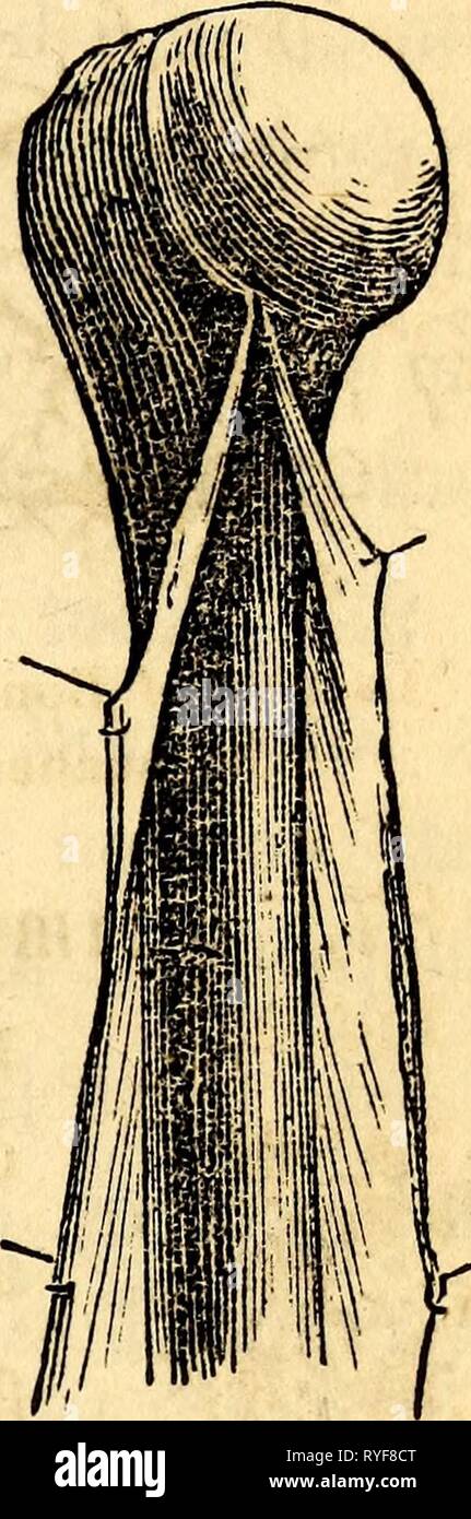 Elementare Anatomie und Physiologie: für Hochschulen, Akademien und ...