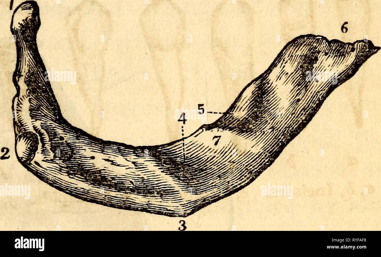Artikulärer tuberkel -Fotos und -Bildmaterial in hoher Auflösung – Alamy
