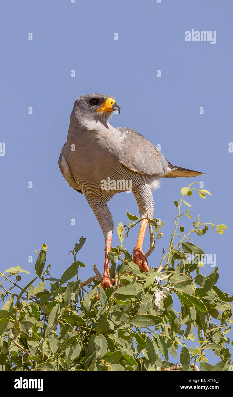 Raubvogel afrika -Fotos und -Bildmaterial in hoher Auflösung – Alamy