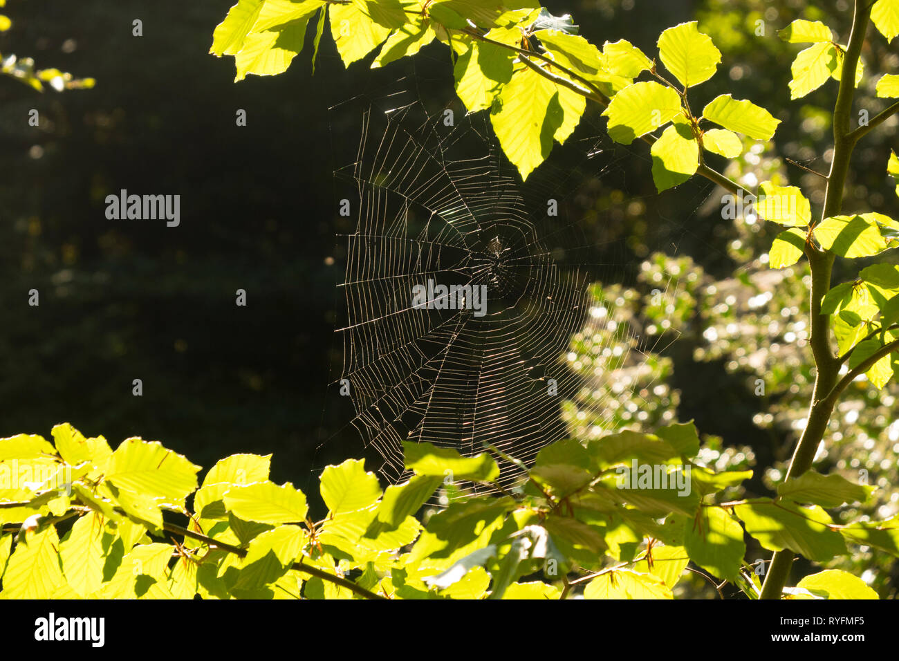 Orb web spiders -Fotos und -Bildmaterial in hoher Auflösung – Alamy