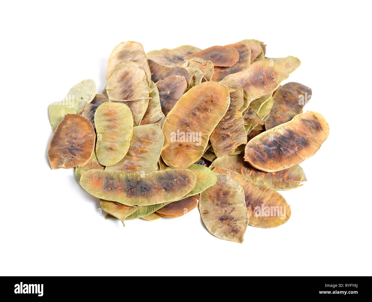 Senna pods -Fotos und -Bildmaterial in hoher Auflösung – Alamy
