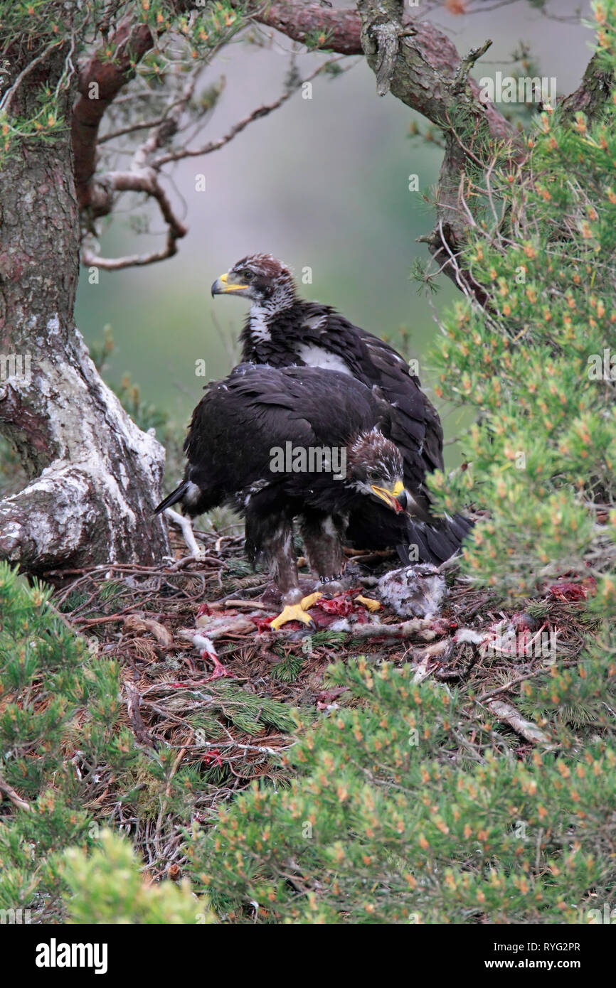 Golden eagle nest chick scotland -Fotos und -Bildmaterial in hoher ...
