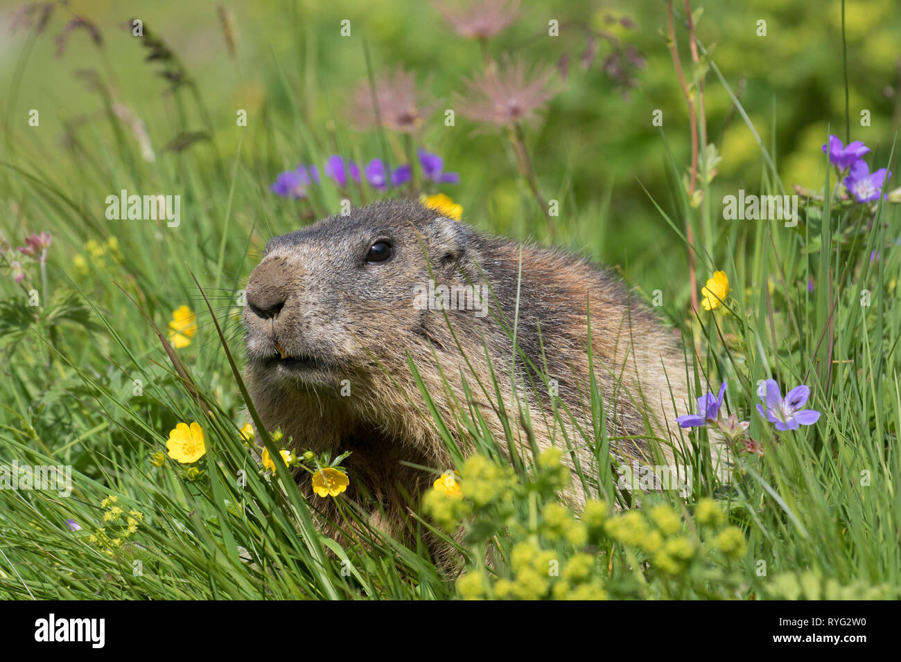 Murmeltier und Blumen Stockfotos und -bilder Kaufen - Alamy