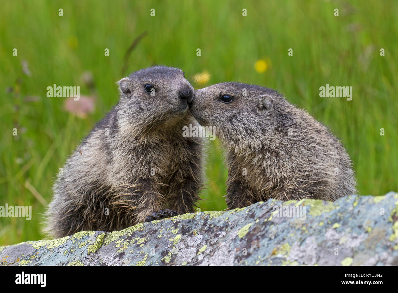 Zwei alpine murmeltiere murmeltier murmeltier -Fotos und -Bildmaterial in hoher Auflösung – Alamy