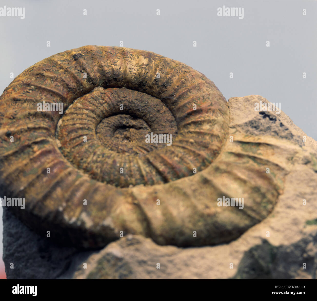 Versteinerter ammonit -Fotos und -Bildmaterial in hoher Auflösung – Alamy