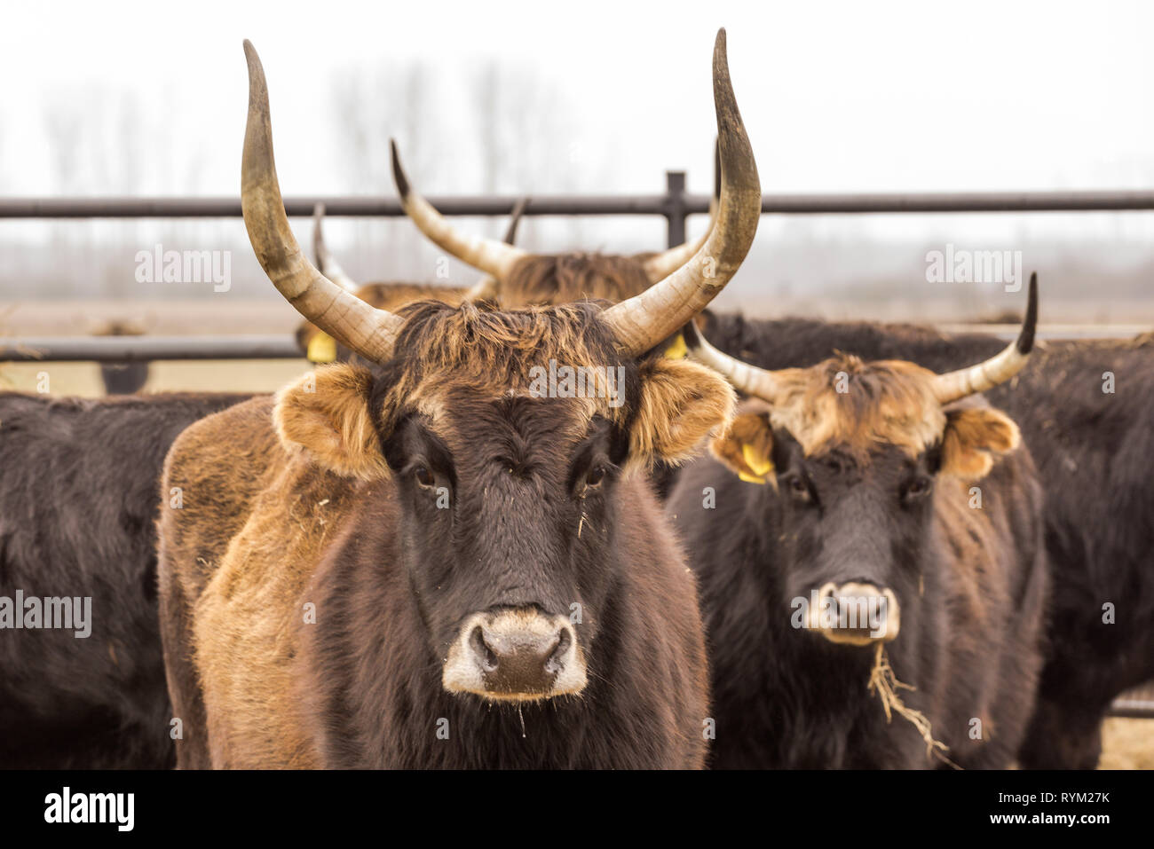 Heckrinder, Kühe und Stiere auf winterlichen Weide mit offenen stablel ...