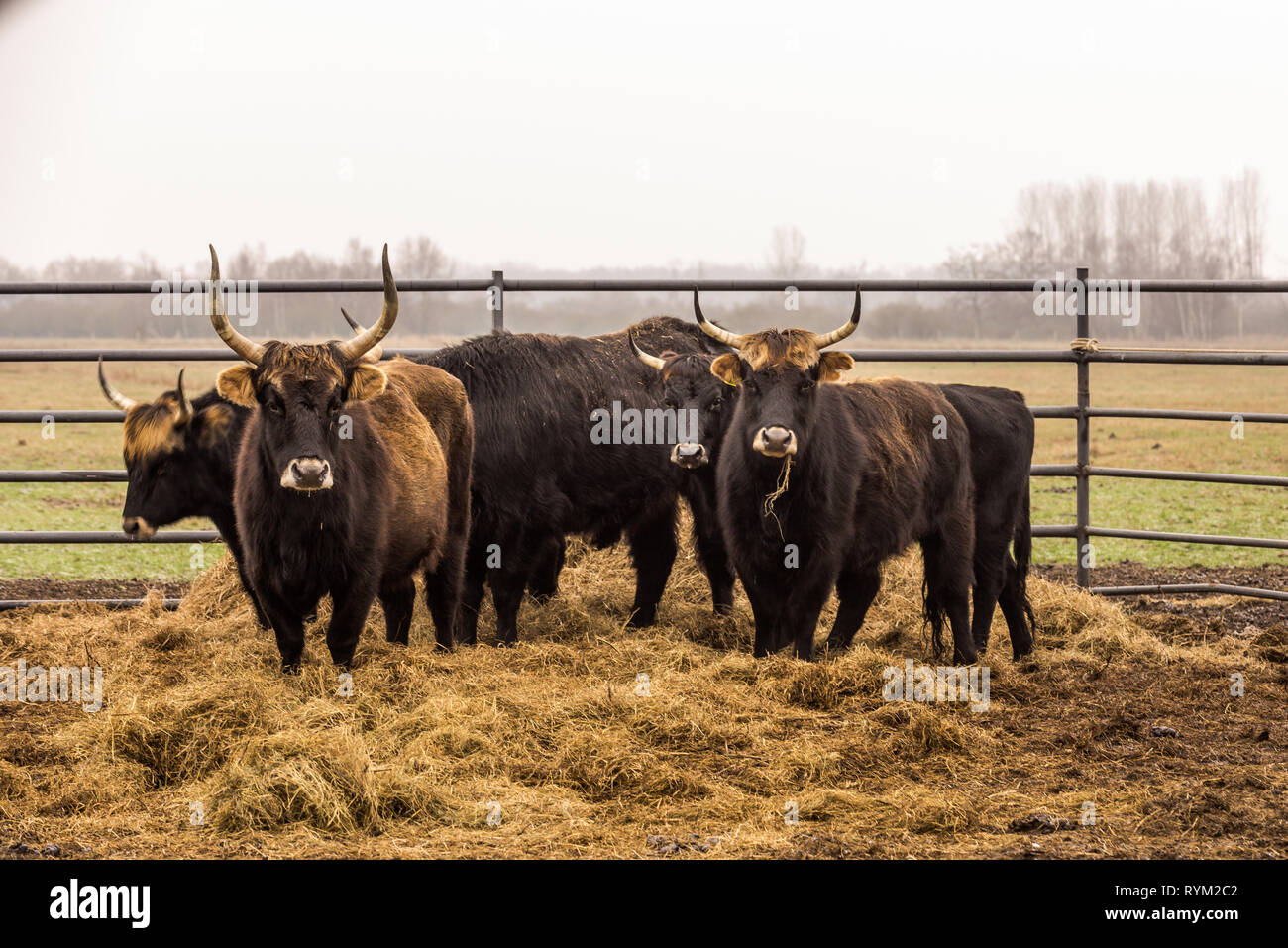 Heckrinder, Kühe und Stiere auf winterlichen Weide mit offenen stablel ...