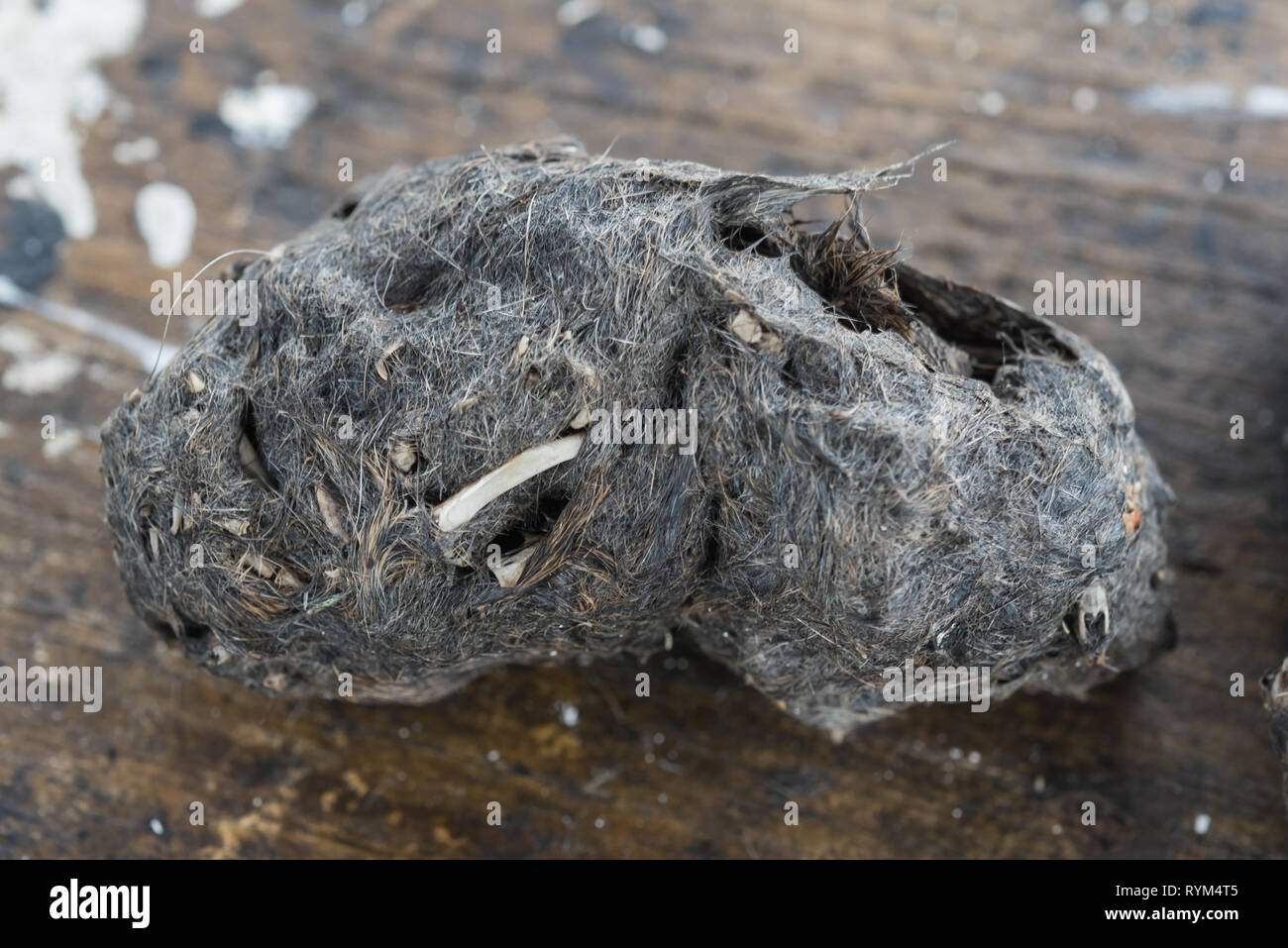 Vogelkot Welcher Vogel
