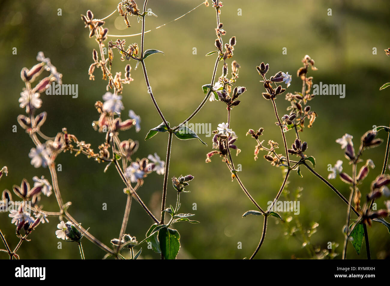 Blühende Blumen auf grünem Gras. Wiese mit Wildblumen. Blumen Samen ...