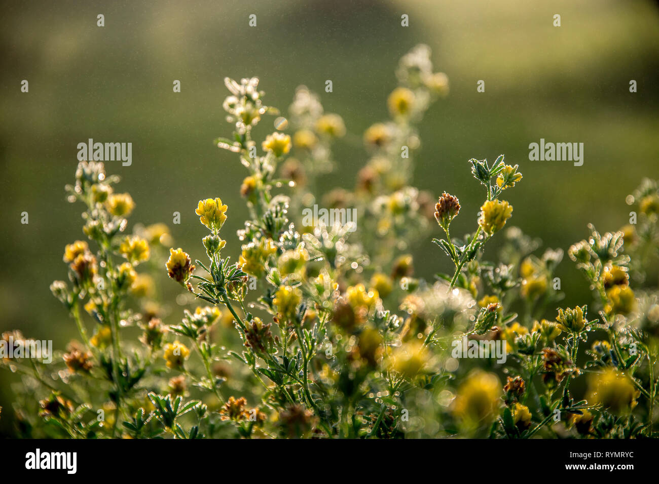 Blühenden gelben Blumen auf grünem Gras. Wiese mit Wildblumen. Blumen ...
