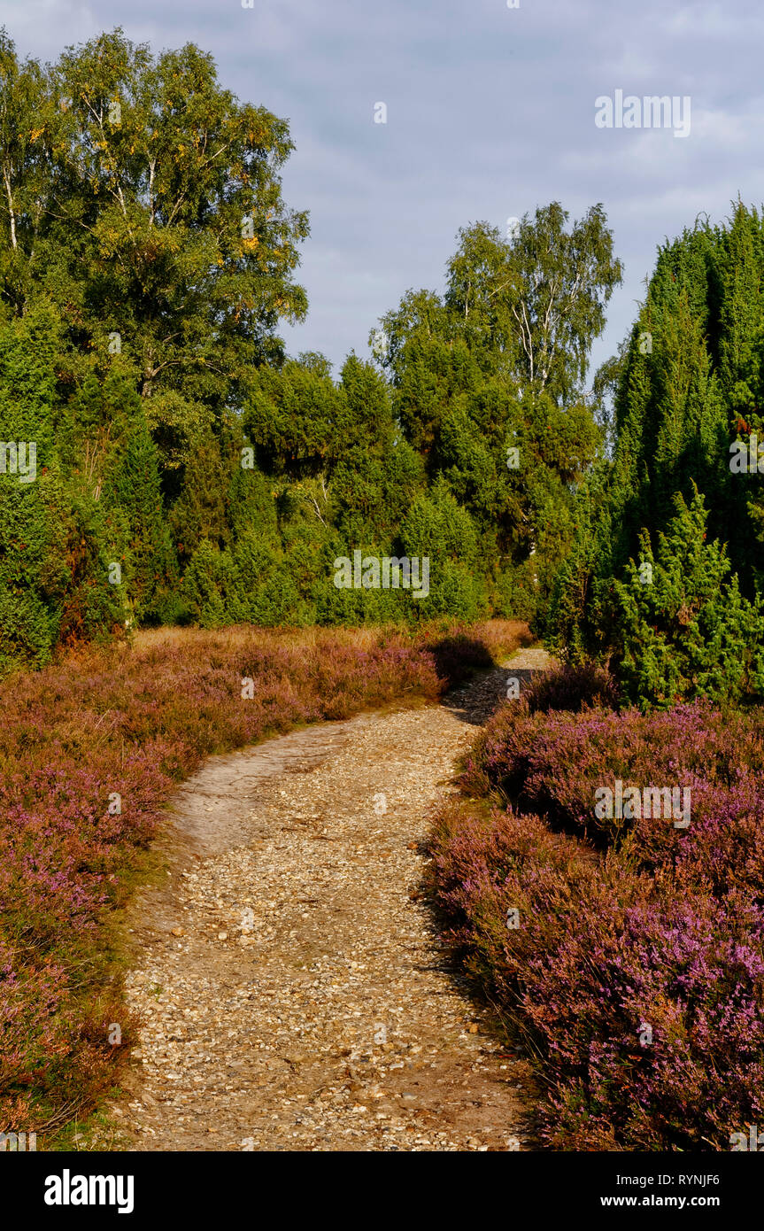Lüneburger Heide (Lüneburger Heide): blühender Heide und Wacholder auf ...