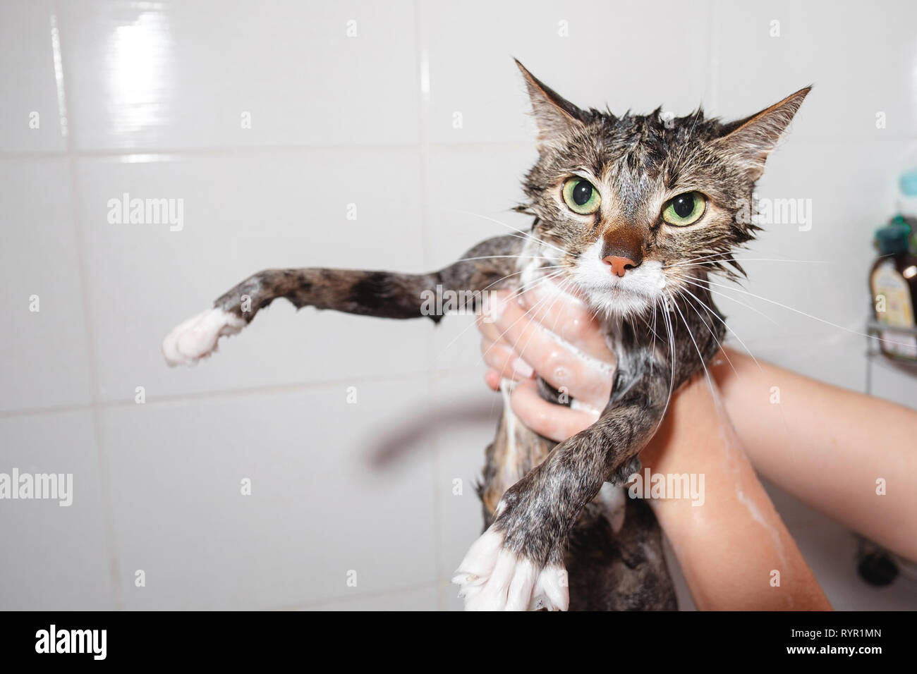 Nasse Katze Stockfotos und -bilder Kaufen - Alamy