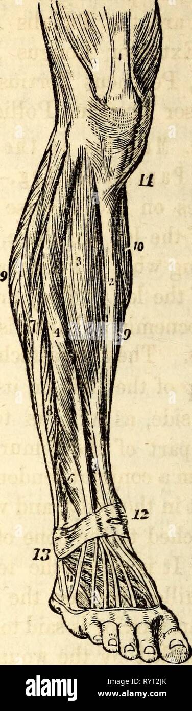 Musculus Quadriceps Femoris Fotos Und Bildmaterial In Hoher Auflösung