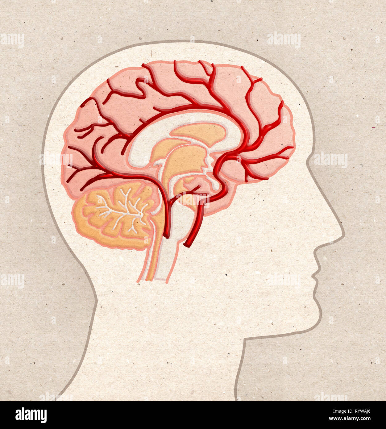 Die menschliche Anatomie Zeichnung - Profil Kopf mit GEHIRN ARTERIEN ...