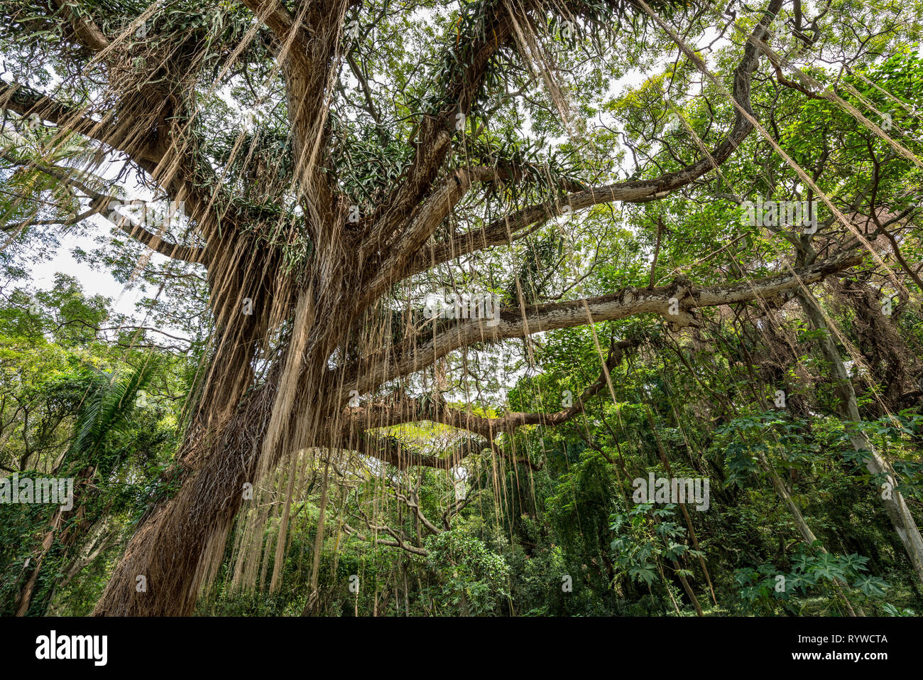 Maui regenwald -Fotos und -Bildmaterial in hoher Auflösung – Alamy