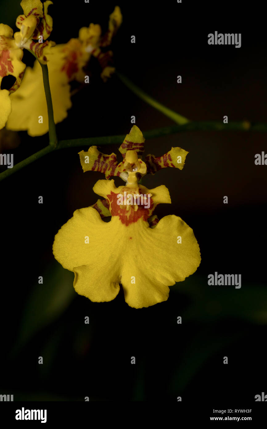 Orchidee oncidium sp -Fotos und -Bildmaterial in hoher Auflösung – Alamy