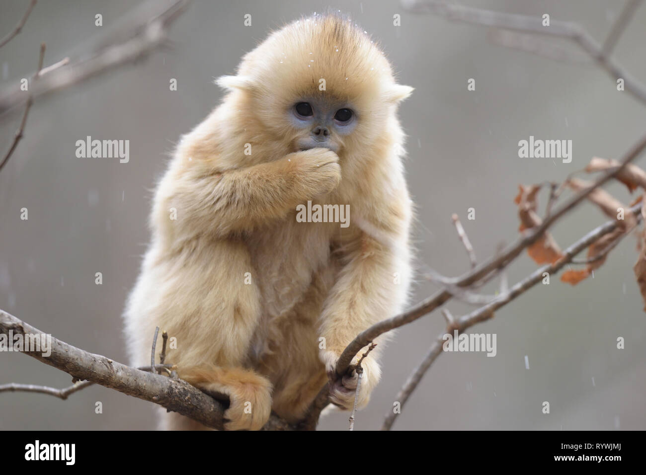 Baby affen -Fotos und -Bildmaterial in hoher Auflösung – Alamy