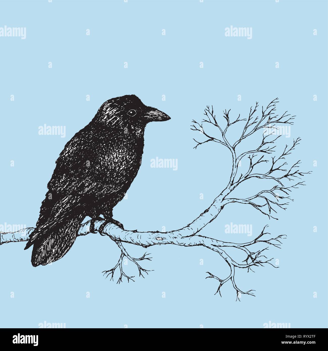 Smart raven Stock-Vektorgrafiken kaufen - Alamy