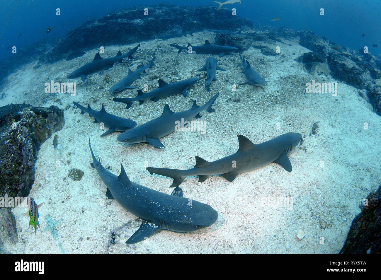 Weißspitzen riffhai -Fotos und -Bildmaterial in hoher Auflösung – Alamy