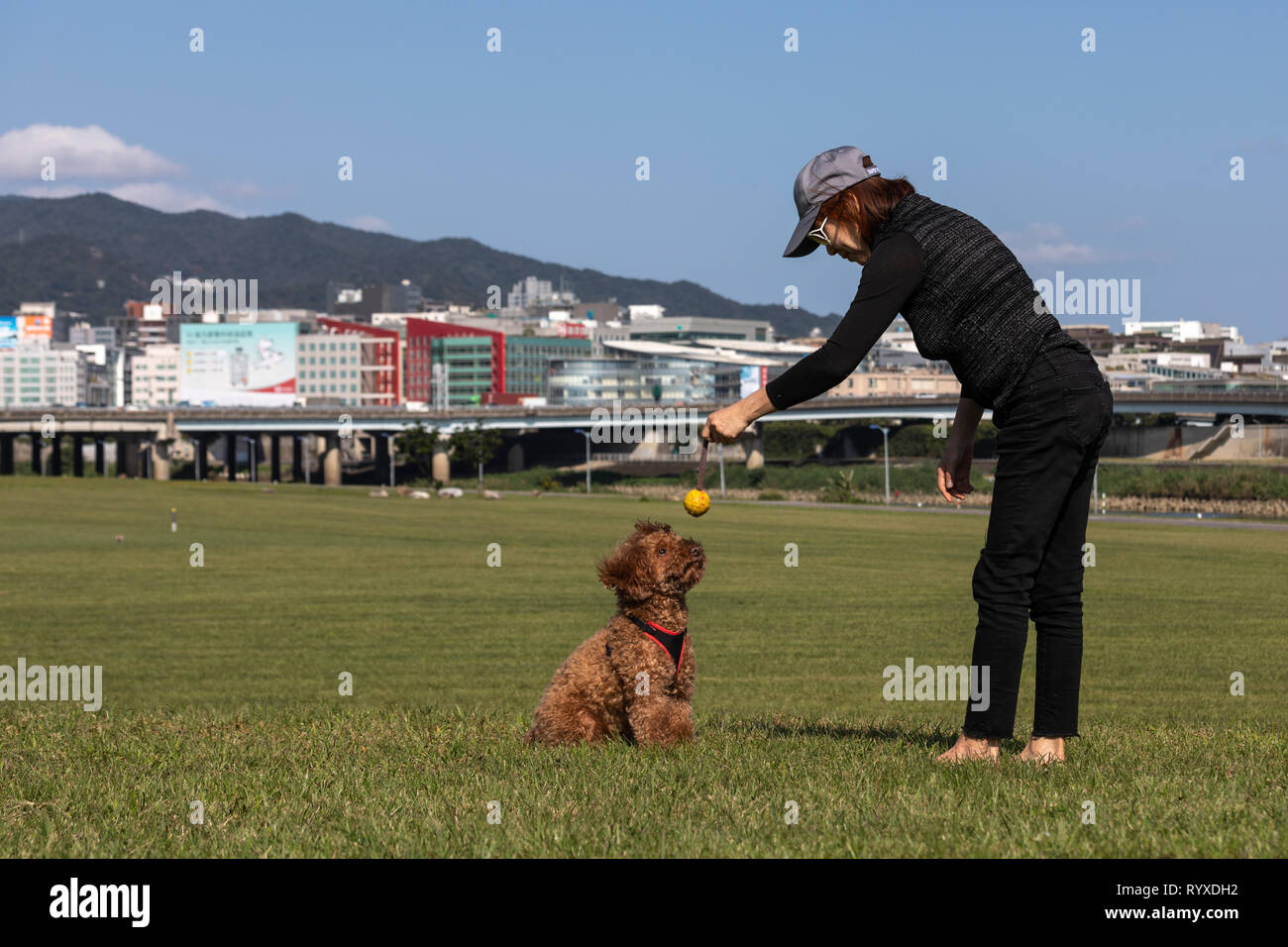 Brauner pudel -Fotos und -Bildmaterial in hoher Auflösung – Alamy