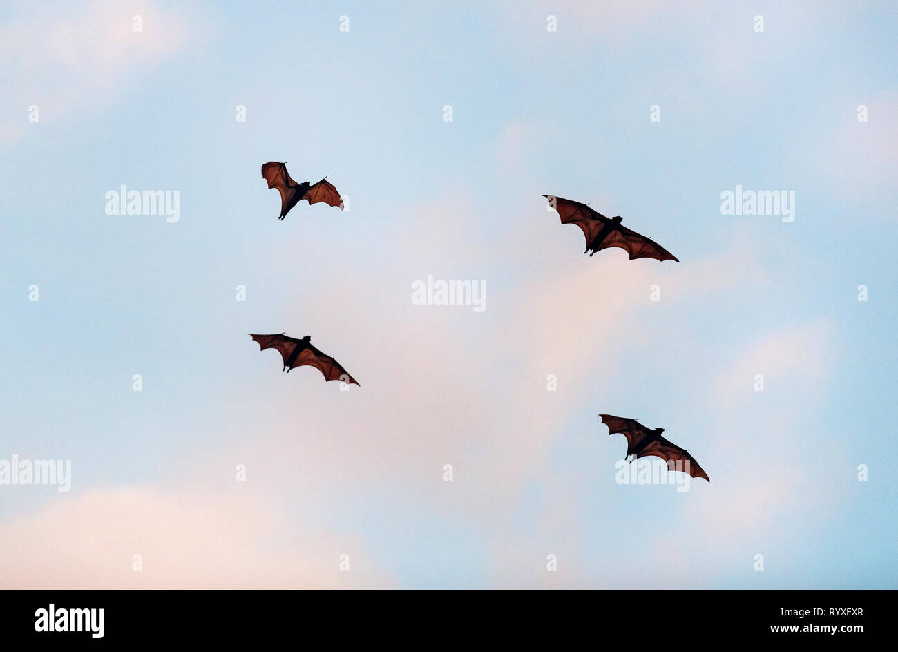 Fuchs bei sonnenuntergang -Fotos und -Bildmaterial in hoher Auflösung ...