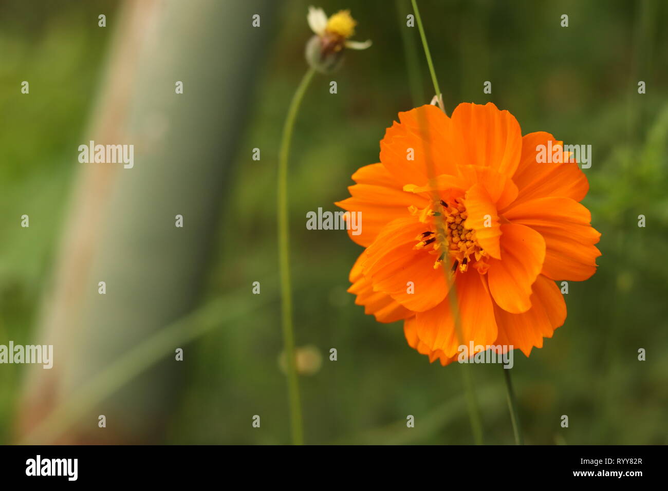 Kosmos blumenzentrum -Fotos und -Bildmaterial in hoher Auflösung – Alamy