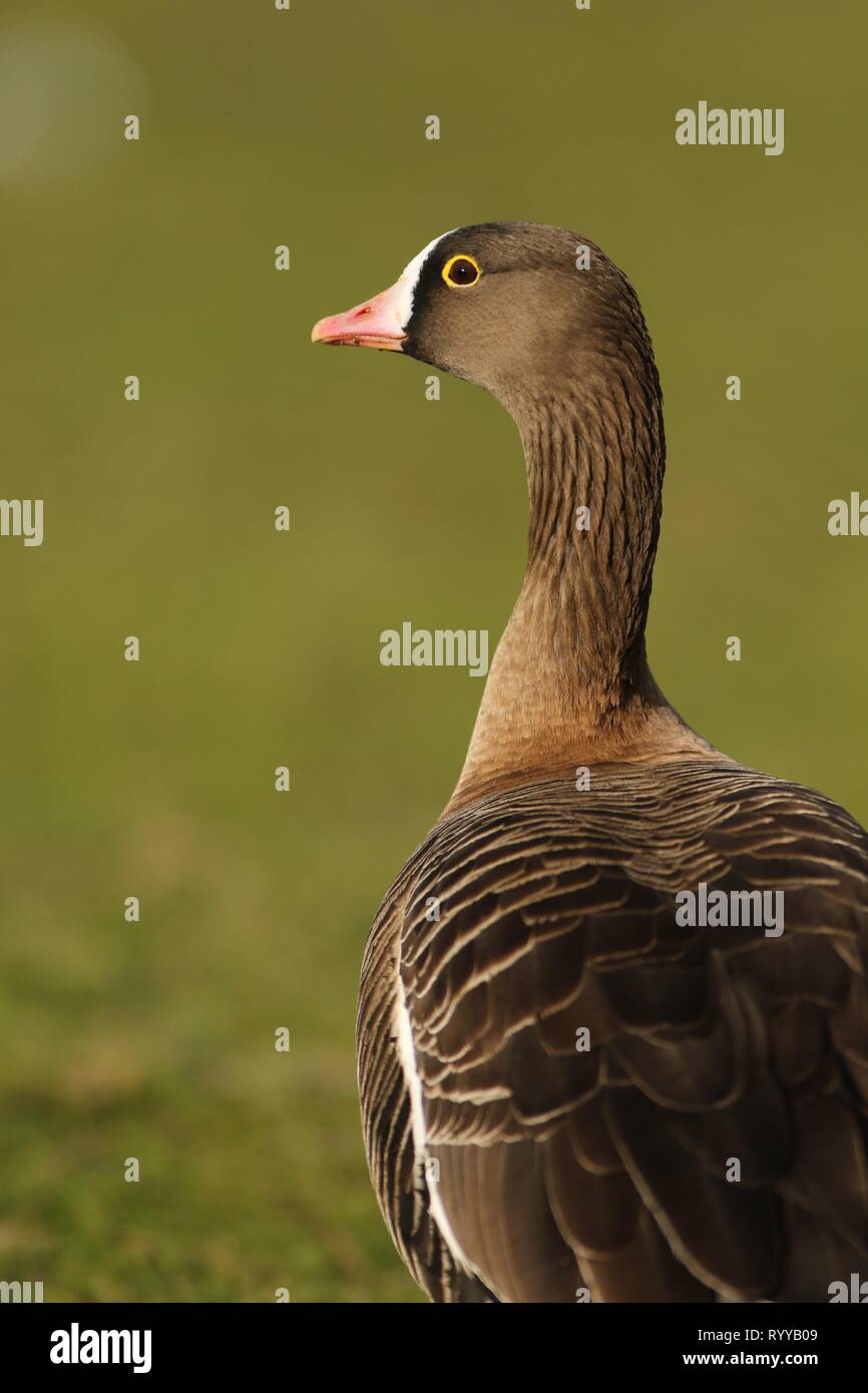 Gelber augenring -Fotos und -Bildmaterial in hoher Auflösung – Alamy