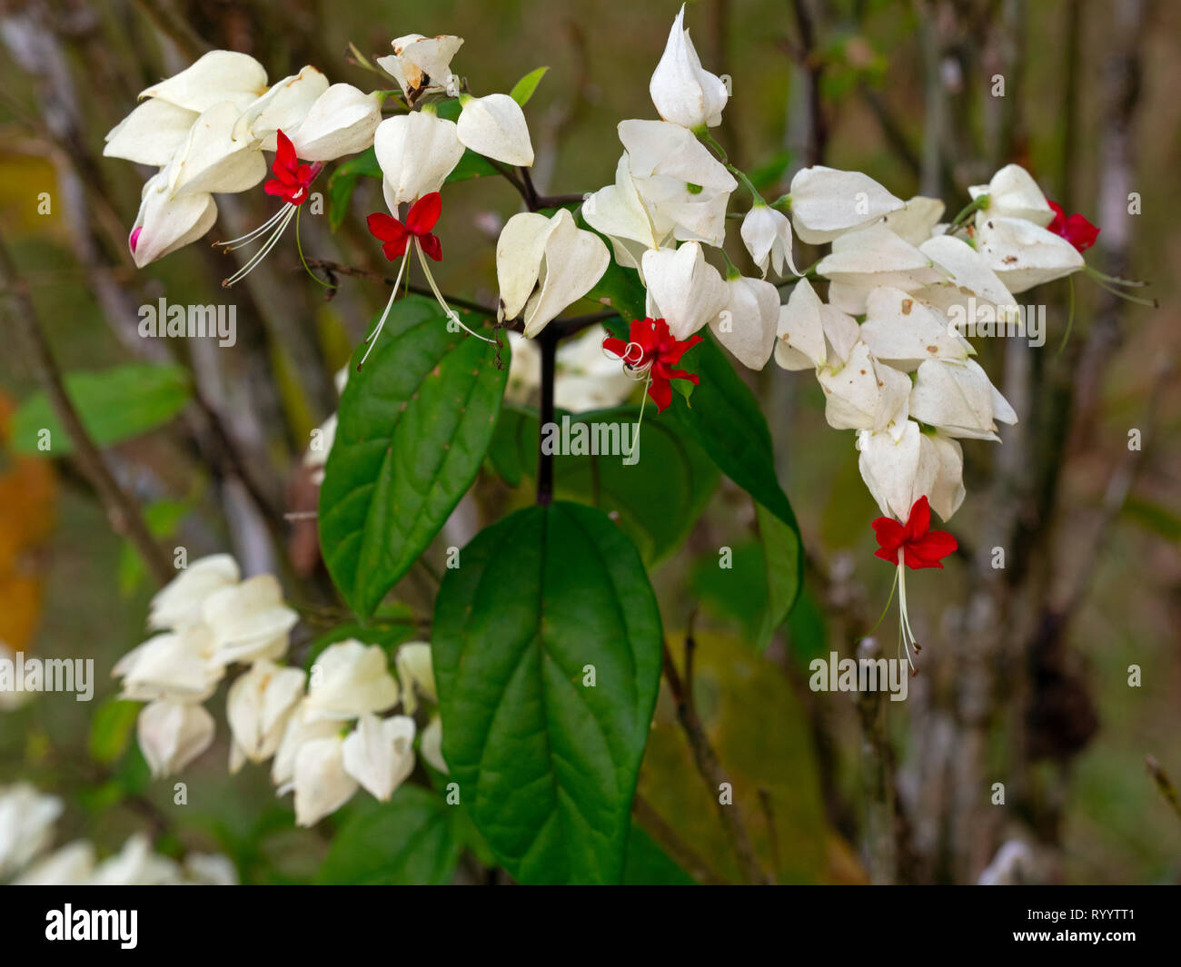 Blühende pflanze der lamiaceae familie -Fotos und -Bildmaterial in ...