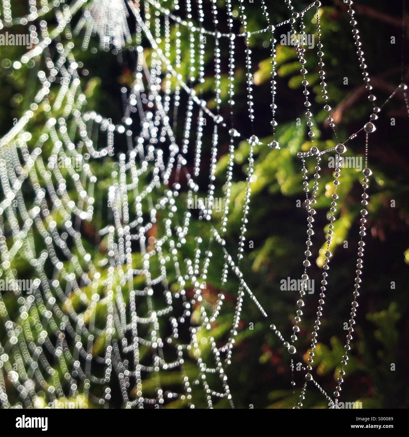 Spinne bei sonne -Fotos und -Bildmaterial in hoher Auflösung – Alamy