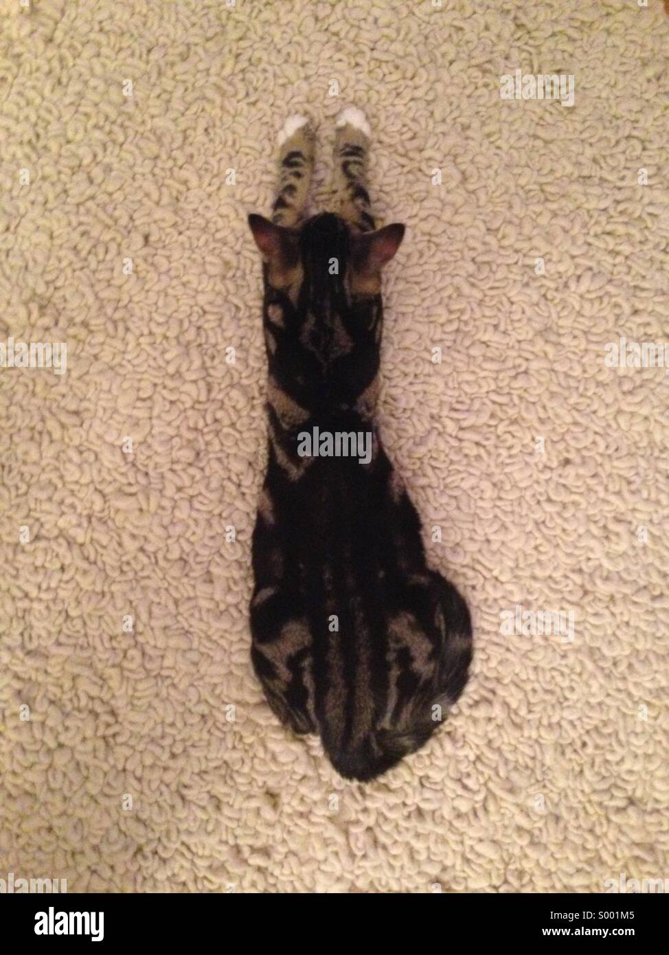 Katze Tabby Stockfotos und -bilder Kaufen - Alamy