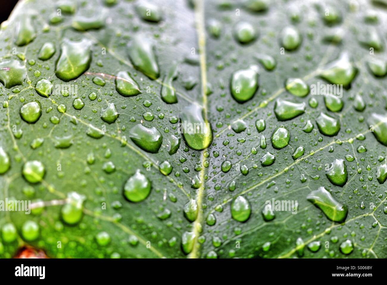 Makro Regentropfen Stockfotos und -bilder Kaufen - Alamy