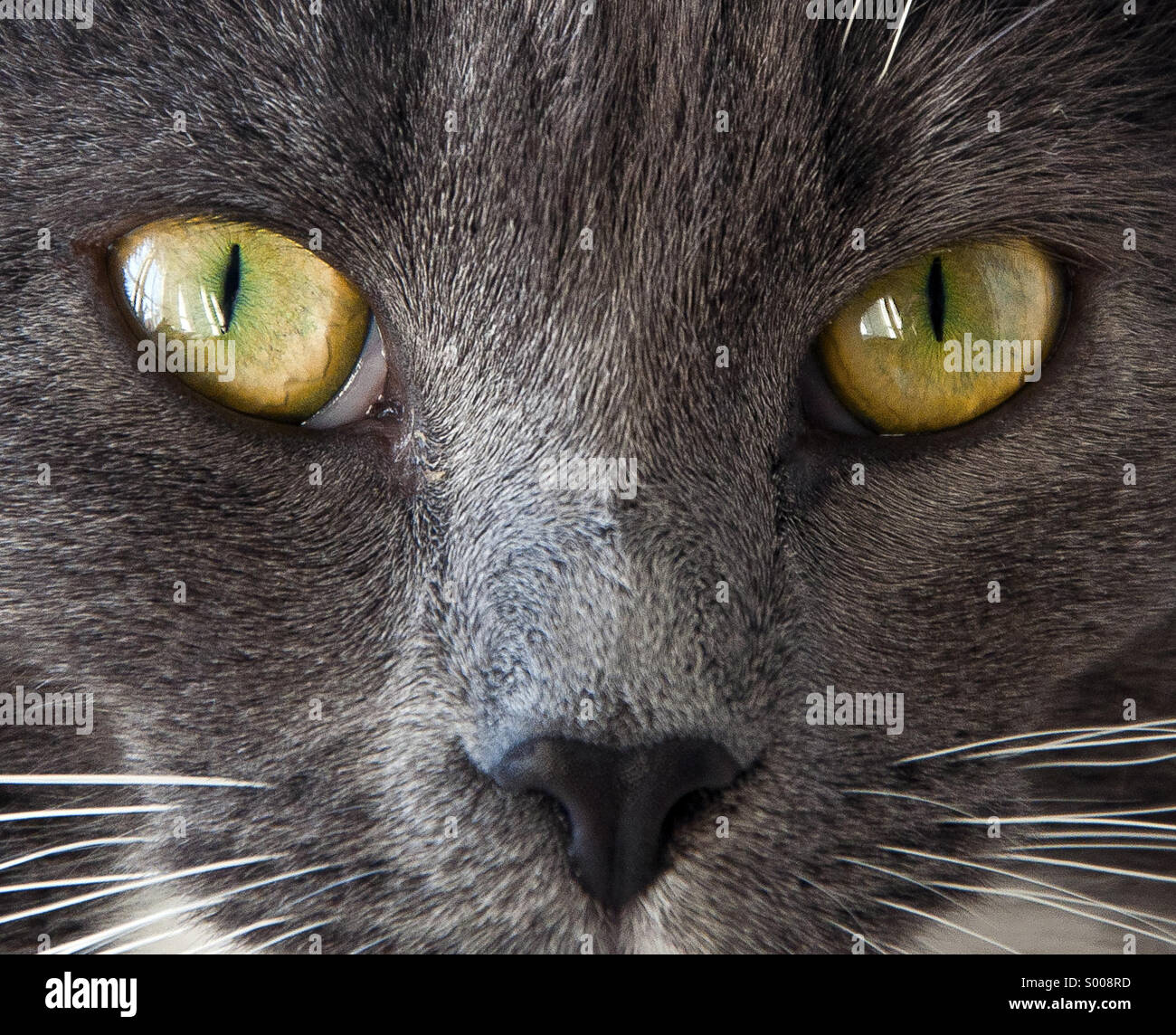 Scharfe katze -Fotos und -Bildmaterial in hoher Auflösung – Alamy