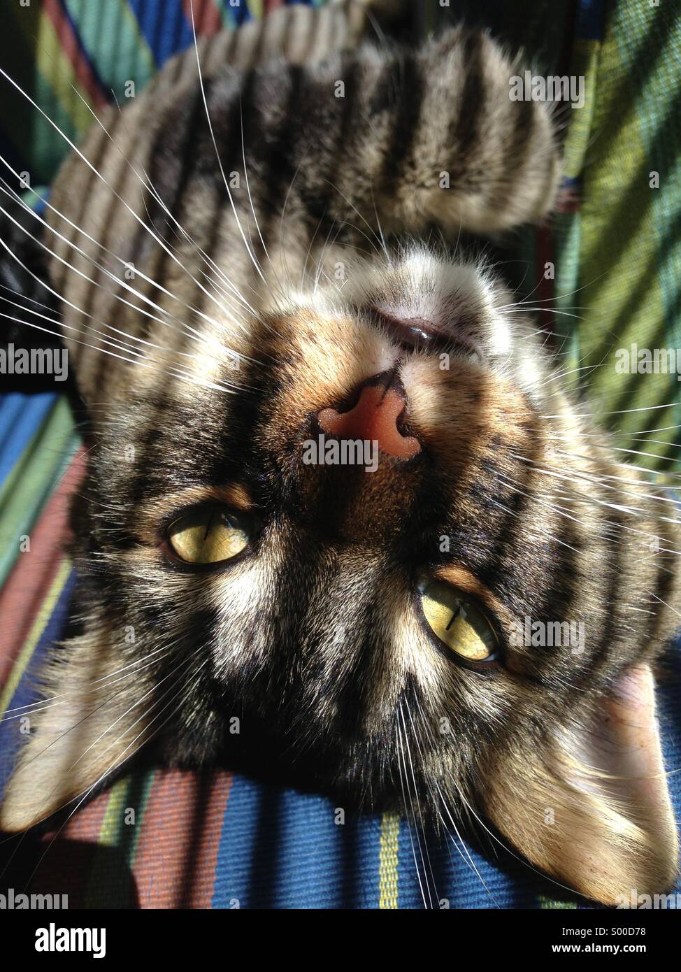 Tiger cat Stockfotografie - Alamy