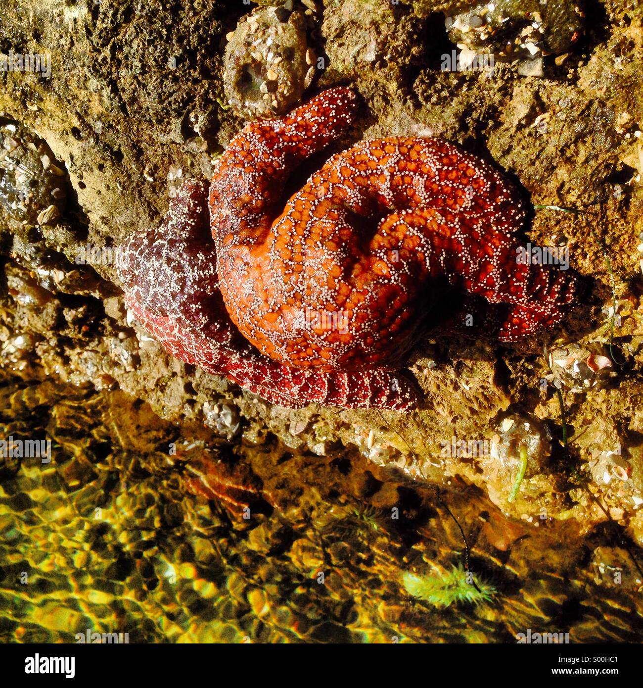 Seesterne im pool -Fotos und -Bildmaterial in hoher Auflösung – Alamy