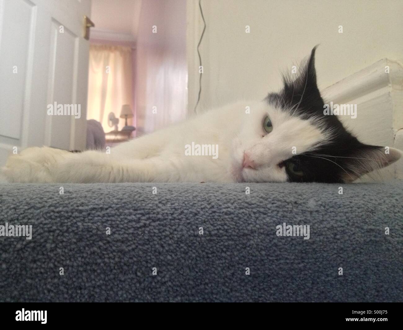 Eine langhaarige Katze liegen an der Spitze der Treppe Stockfotografie ...