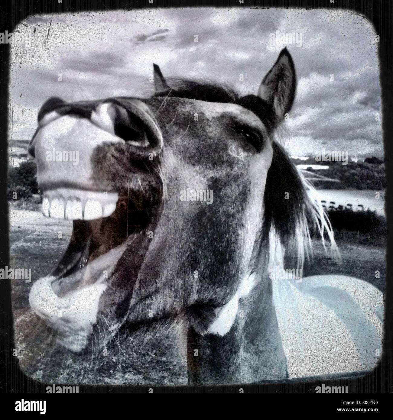 Pferd Lustig Stockfotos und -bilder Kaufen - Alamy