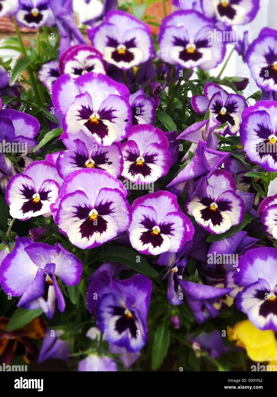 Violet Lila Stockfotos und -bilder Kaufen - Alamy