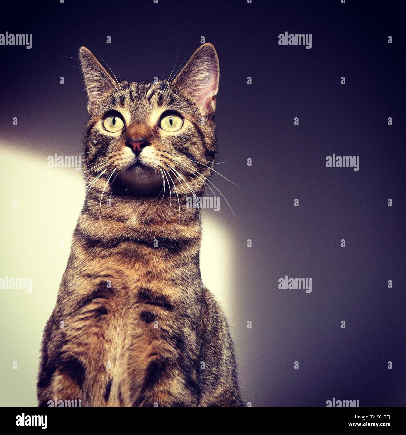 Katze sitzen -Fotos und -Bildmaterial in hoher Auflösung – Alamy