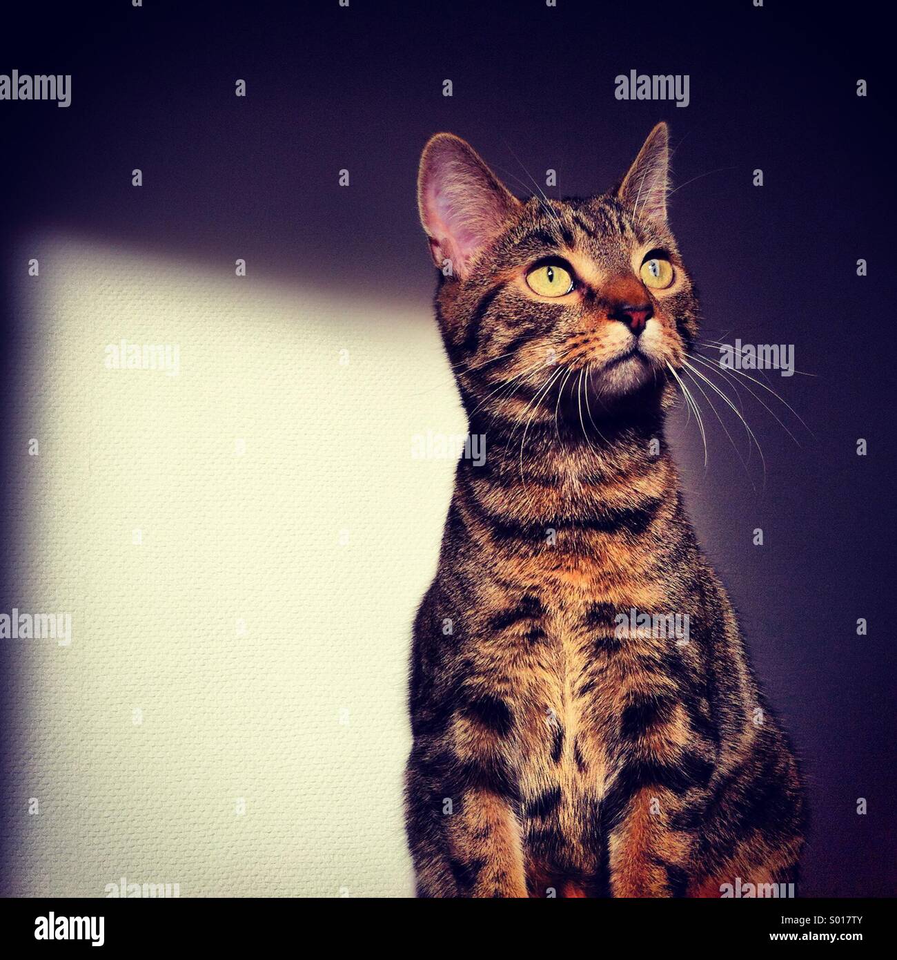 Tabby cat -Fotos und -Bildmaterial in hoher Auflösung – Alamy