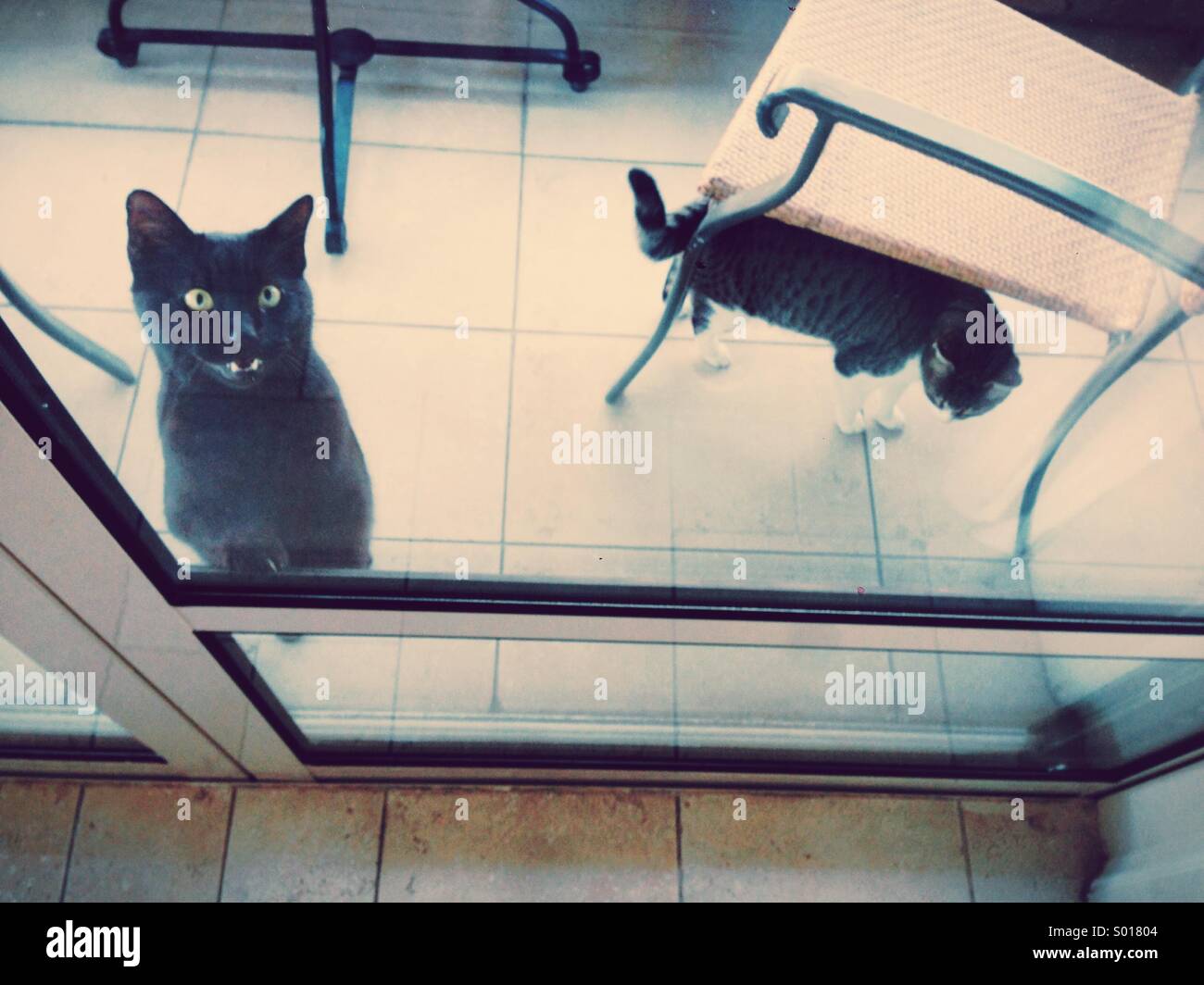 Katze Zwei Katzen Stockfotos und -bilder Kaufen - Alamy