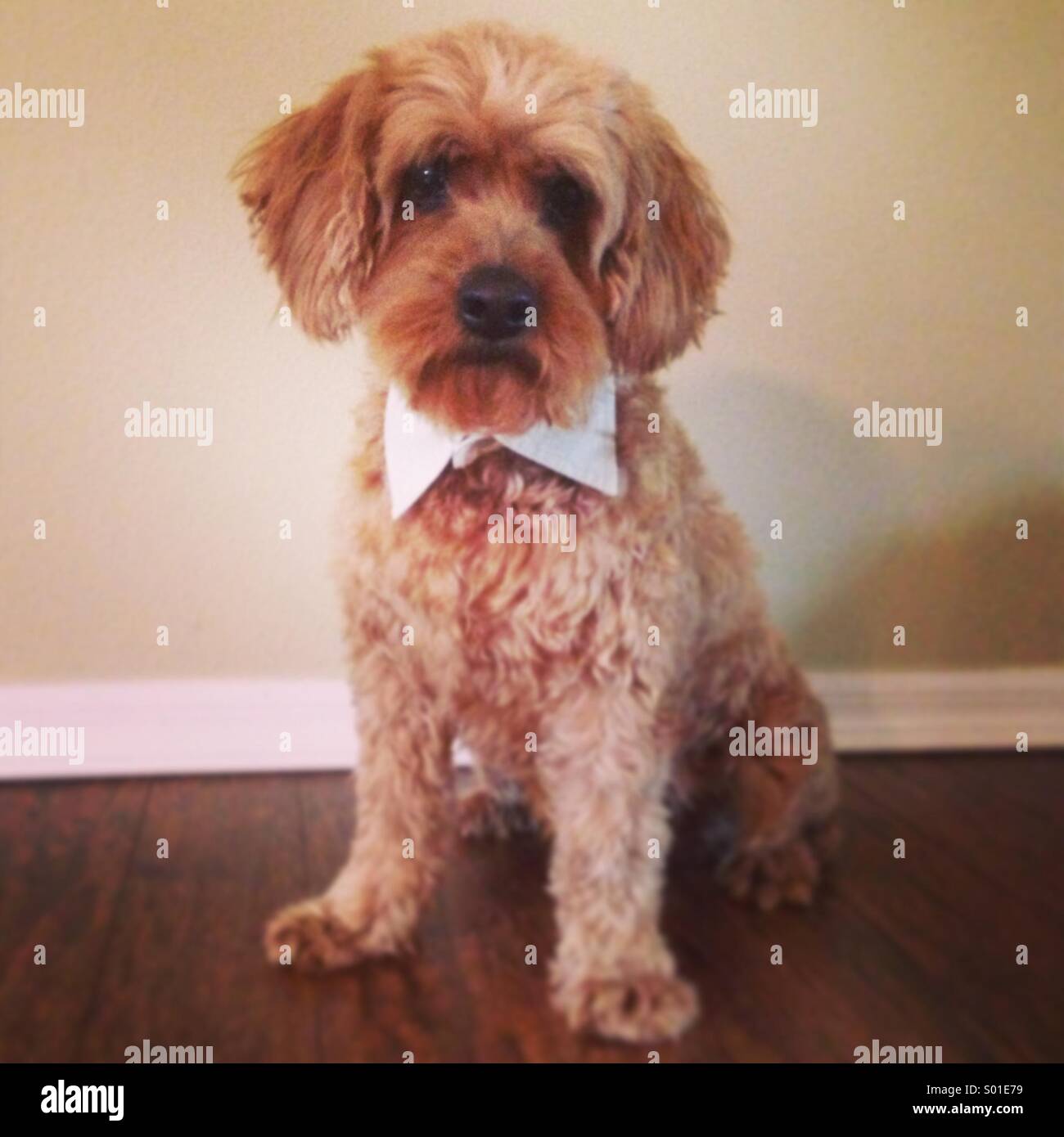 Cocker spaniel pudel -Fotos und -Bildmaterial in hoher Auflösung – Alamy