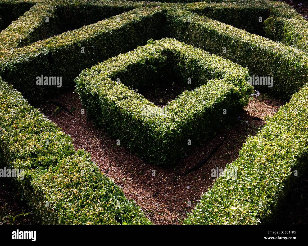 Hecke liguster -Fotos und -Bildmaterial in hoher Auflösung – Alamy