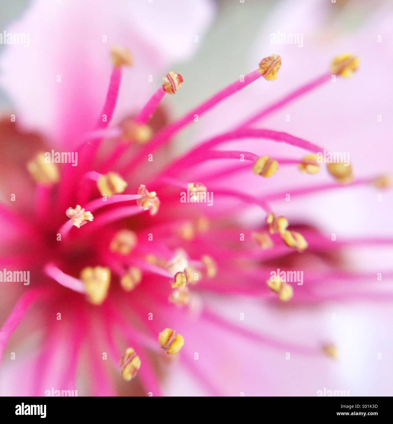 Mandelbaum blume -Fotos und -Bildmaterial in hoher Auflösung – Alamy