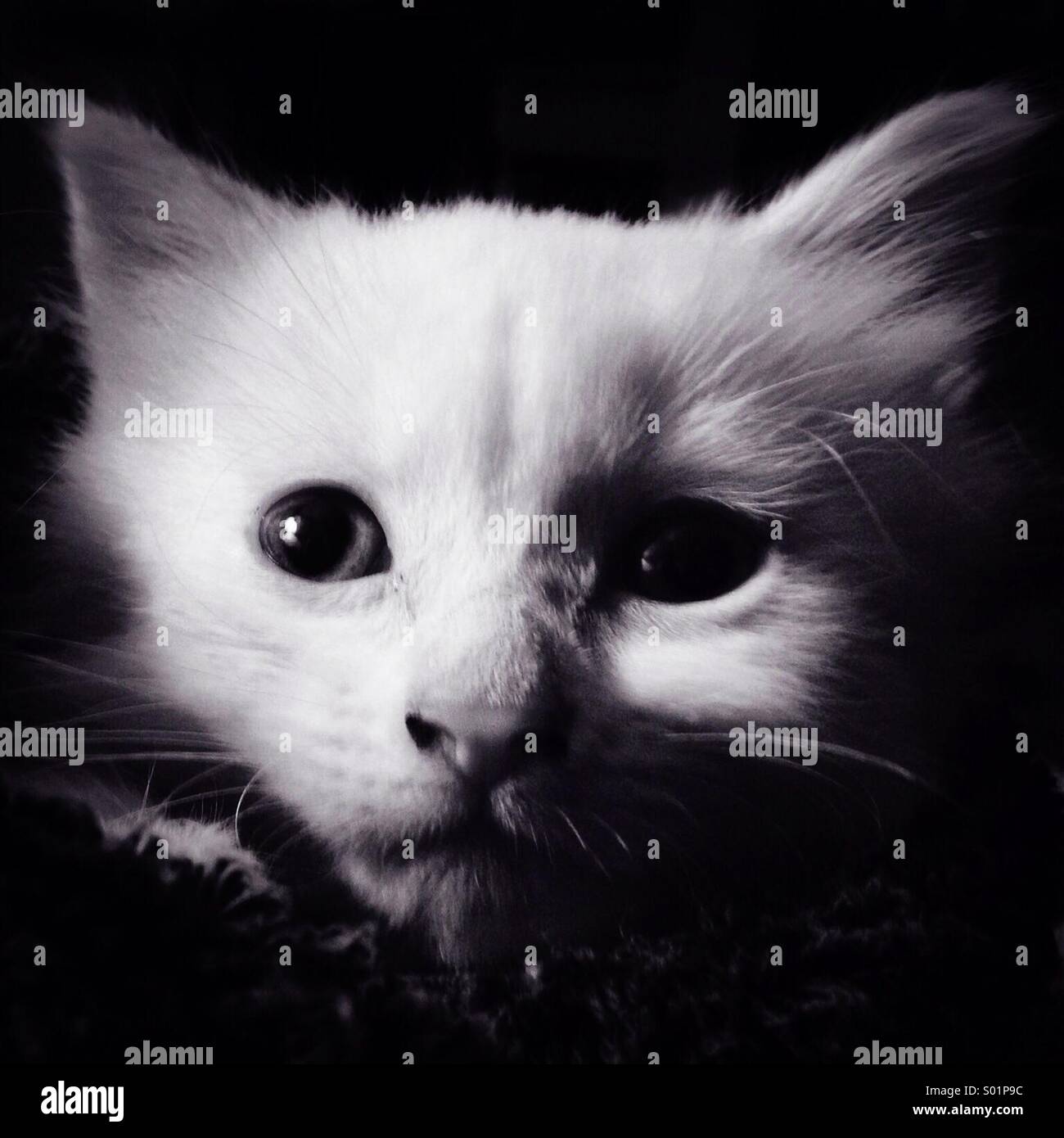 Weiße Kätzchen Stockfotos und -bilder Kaufen - Alamy