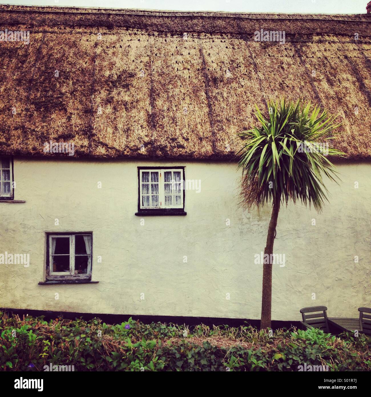 Palm tree cornwall -Fotos und -Bildmaterial in hoher Auflösung – Alamy